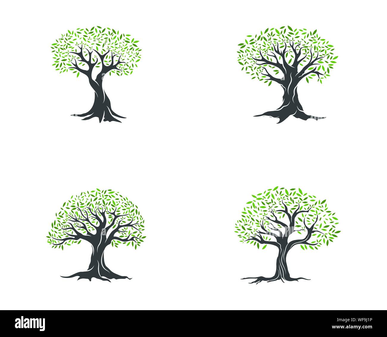 Olive tree vector illustration design template Stock Vector Image & Art ...