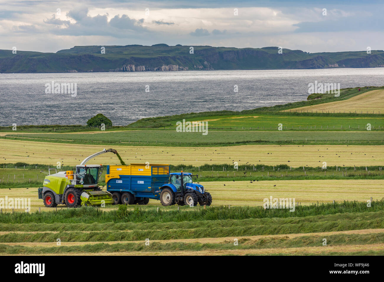 Agriculture - collecting silage in the fields near Ballycastle in ...