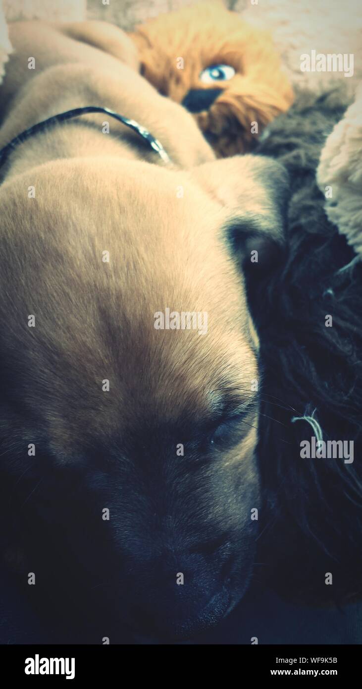 Detail dog close up hi-res stock photography and images - Alamy