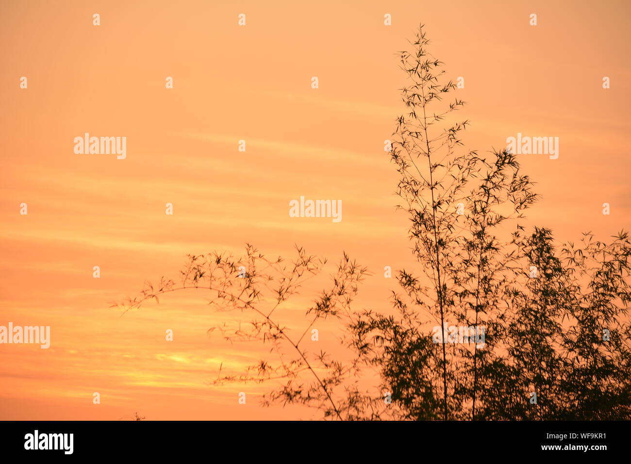 Silhouette tree hi-res stock photography and images - Alamy