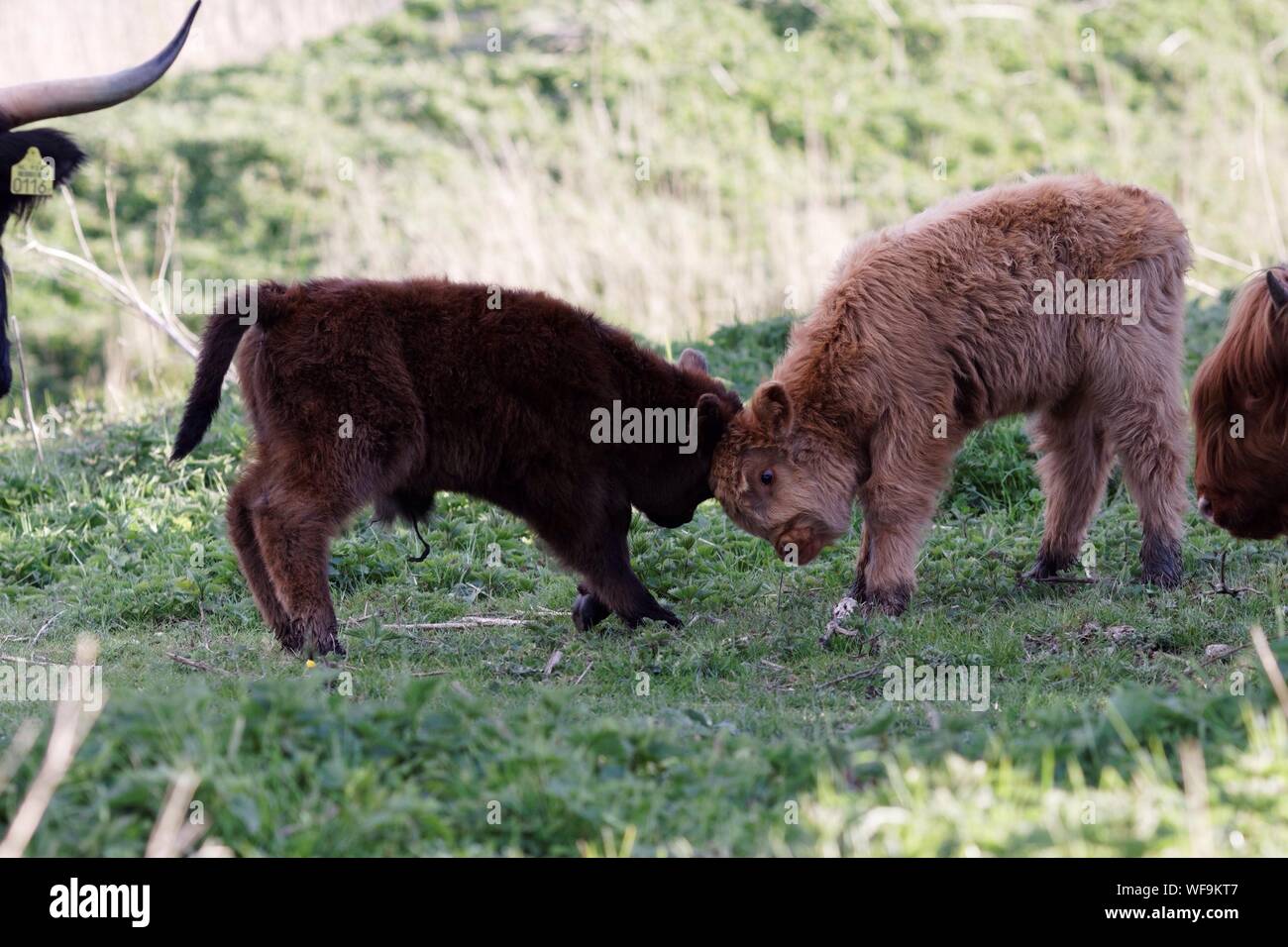 Two Young Highland Calves High Resolution Stock Photography and Images ...