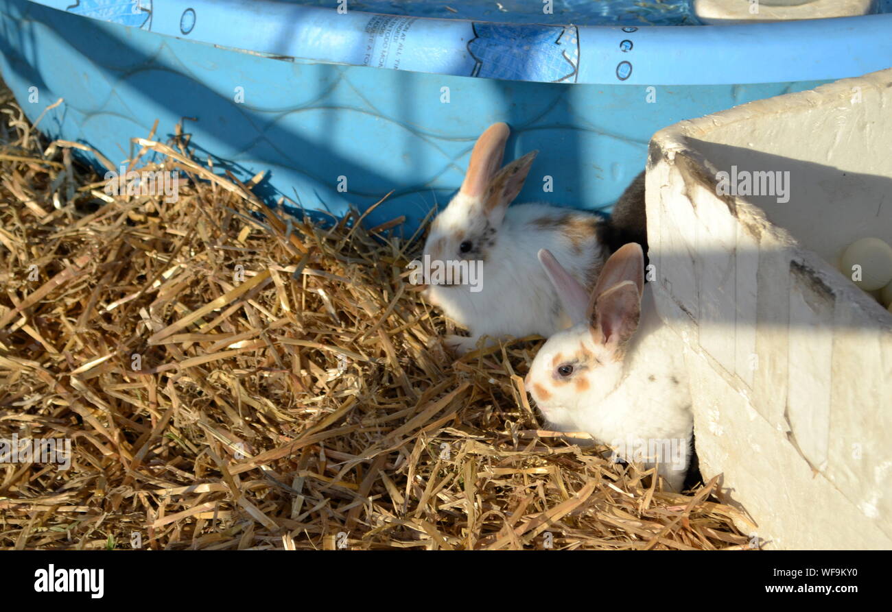 Rabbits straw hi-res stock photography and images - Alamy