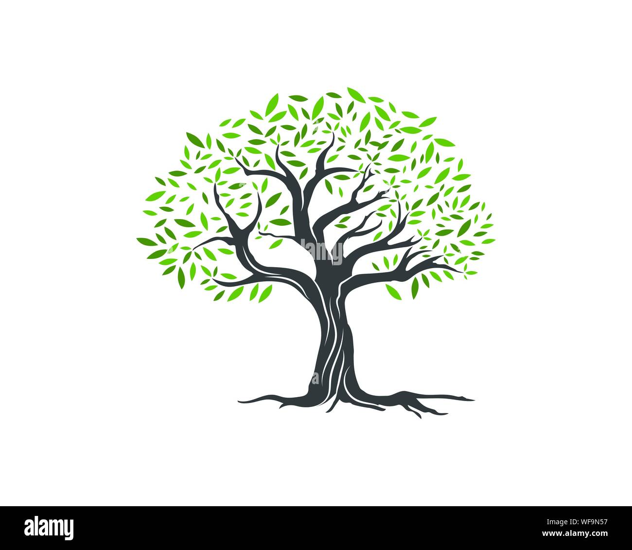 Olive tree vector illustration design template Stock Vector Image & Art ...