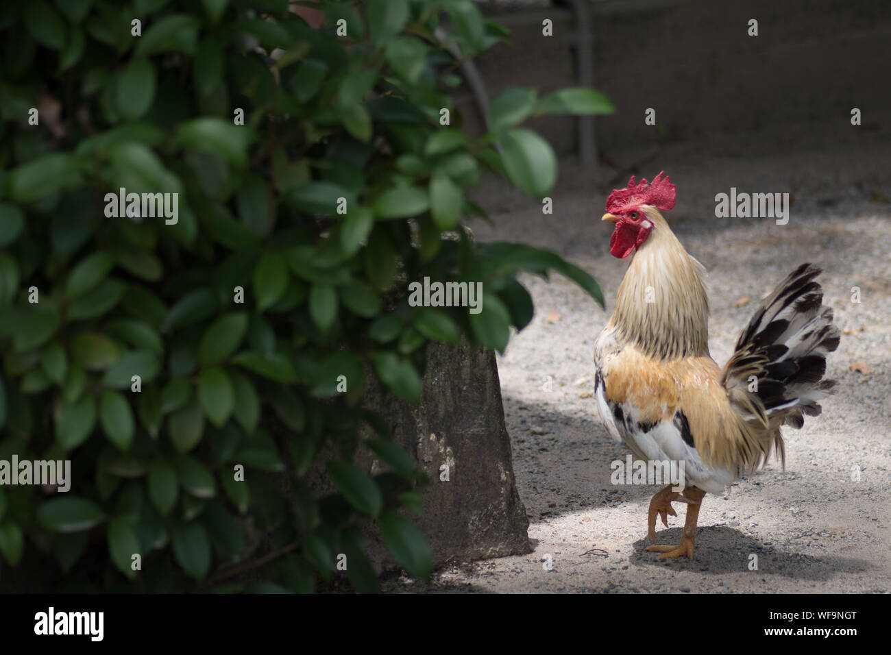 Crest Of Rooster Plant High Resolution Stock Photography and Images - Alamy