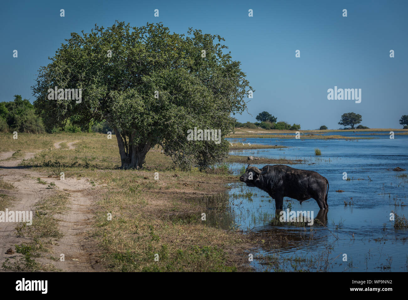 Buffalo in water black color hi-res stock photography and images - Alamy