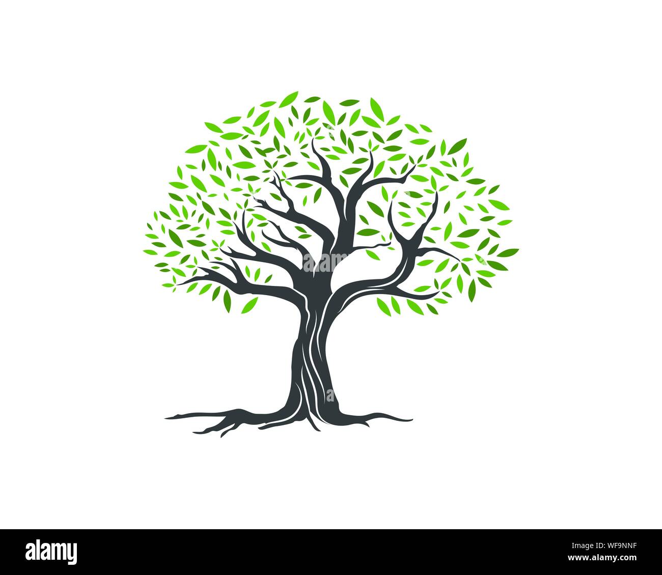 Olive tree vector illustration design template Stock Vector Image & Art ...