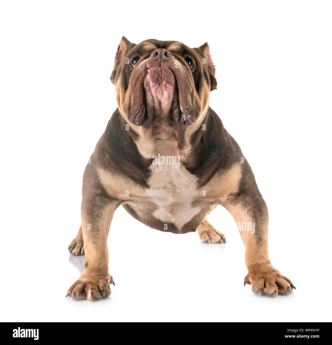 american bully in front of white background Stock Photo - Alamy