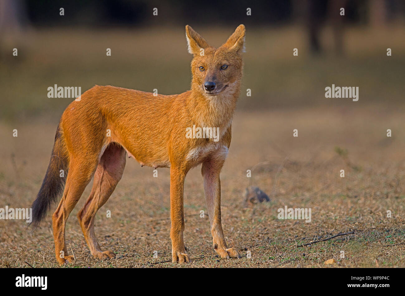 Dhole/Asiatic wild-dog in central India Stock Photo - Alamy