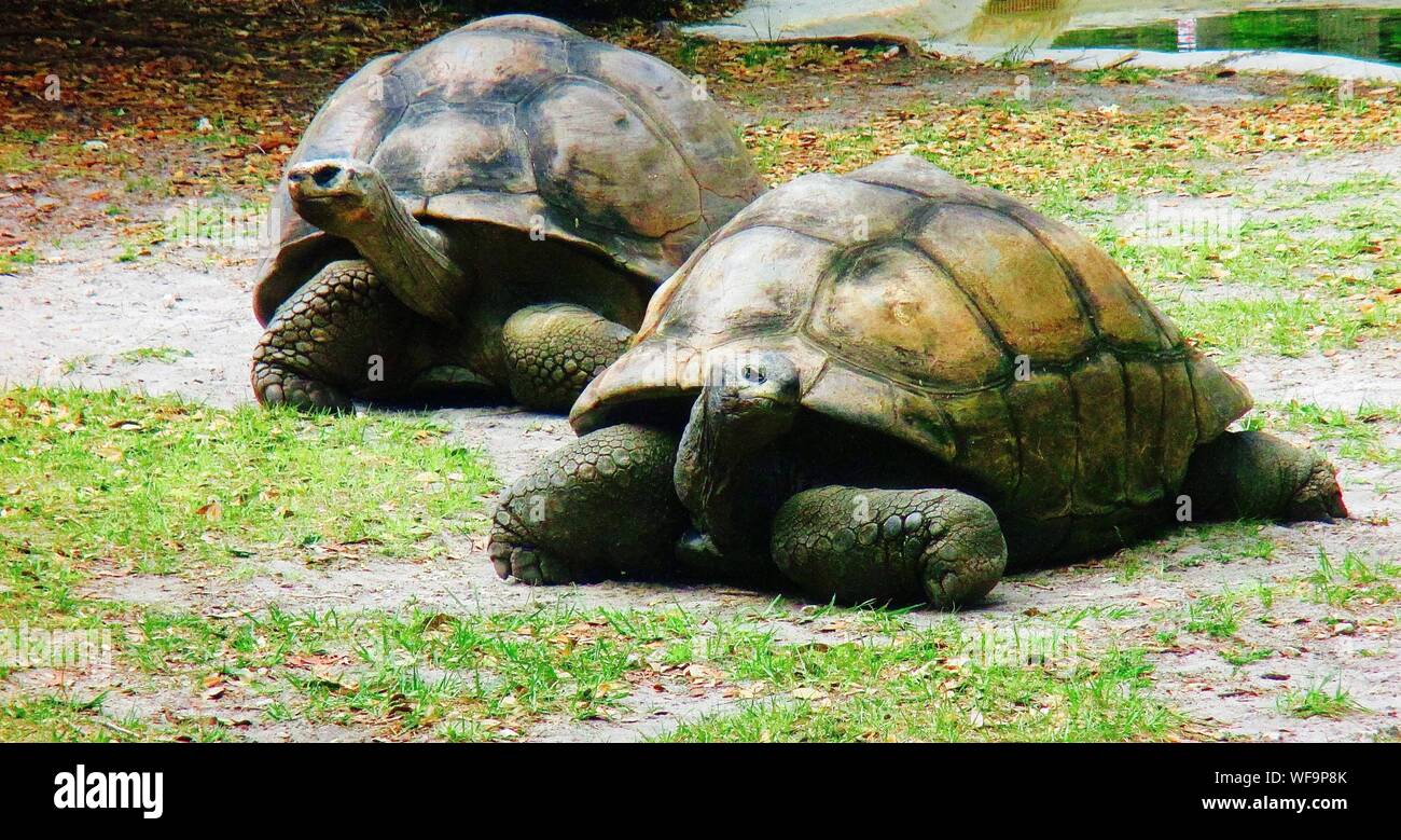 Two tortoises hi-res stock photography and images - Alamy