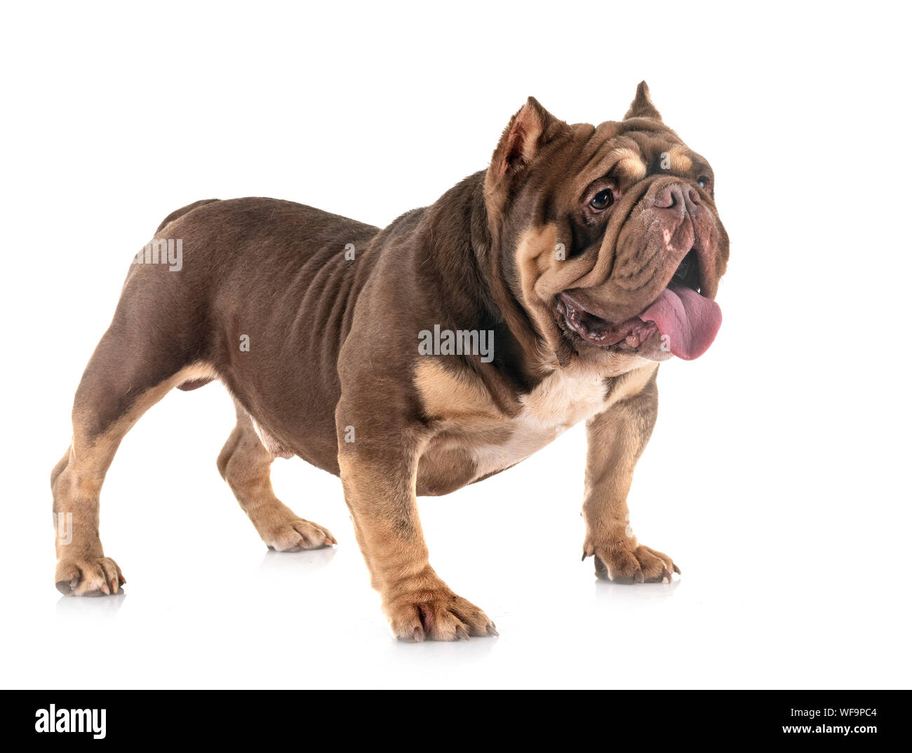 american bully in front of white background Stock Photo - Alamy