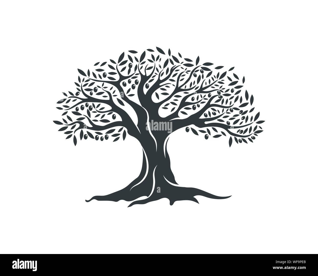 Olive tree vector illustration design template Stock Vector Image & Art ...