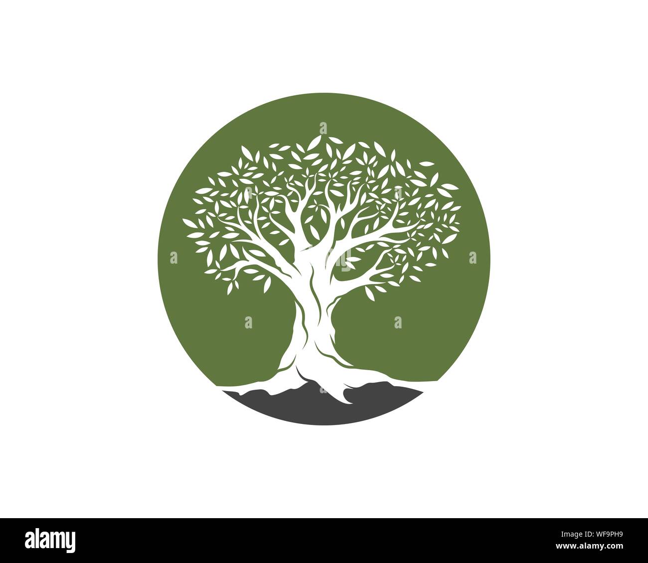 Olive tree vector illustration design template Stock Vector Image & Art - Alamy