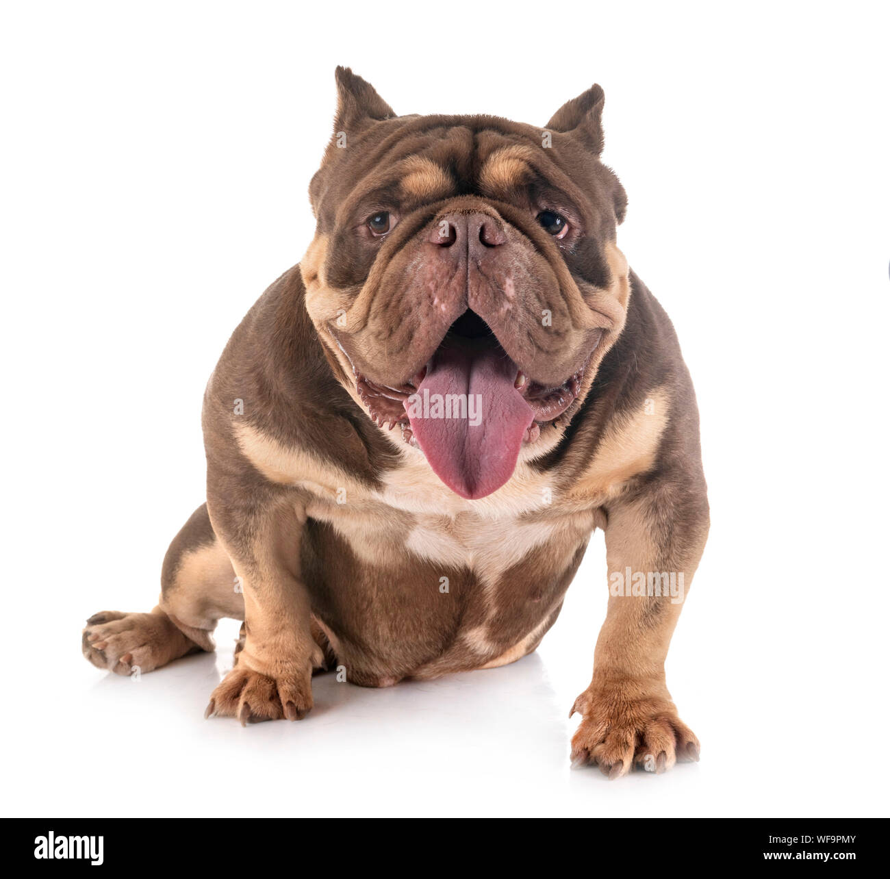 american bully in front of white background Stock Photo - Alamy