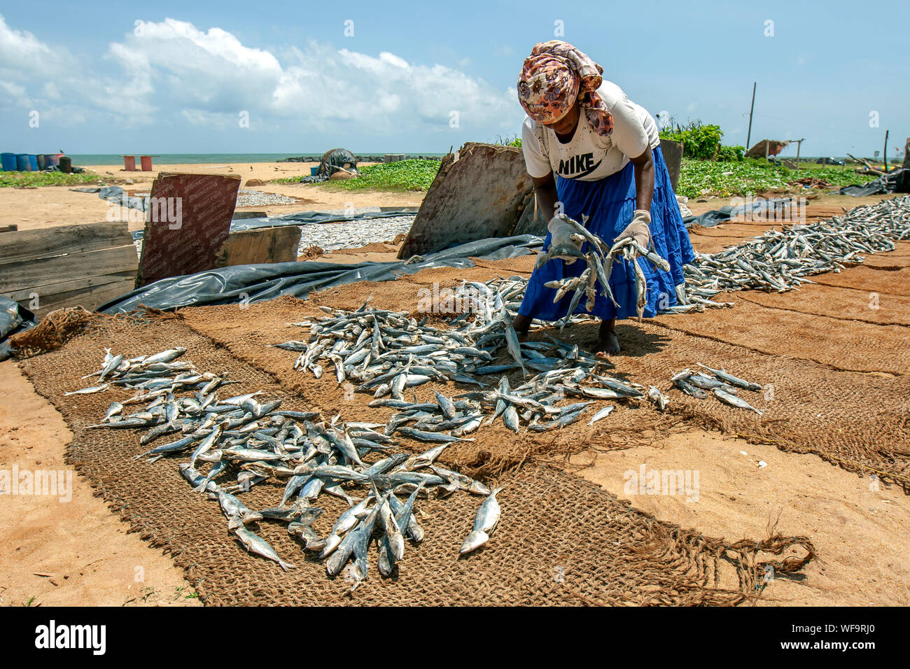 A lady spreading sardine fish on hessian matting on Negombo beach in ...