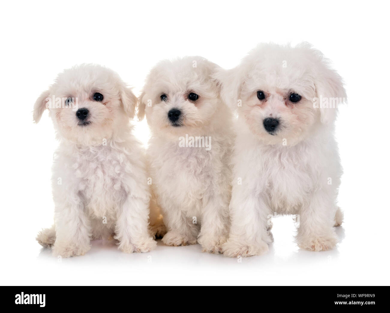 young Bichon Frises in front of white background Stock Photo - Alamy