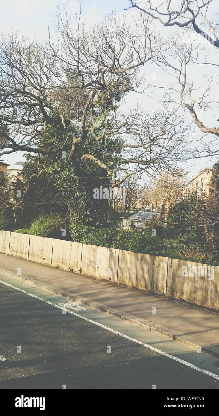 Pavement plants hi-res stock photography and images - Alamy