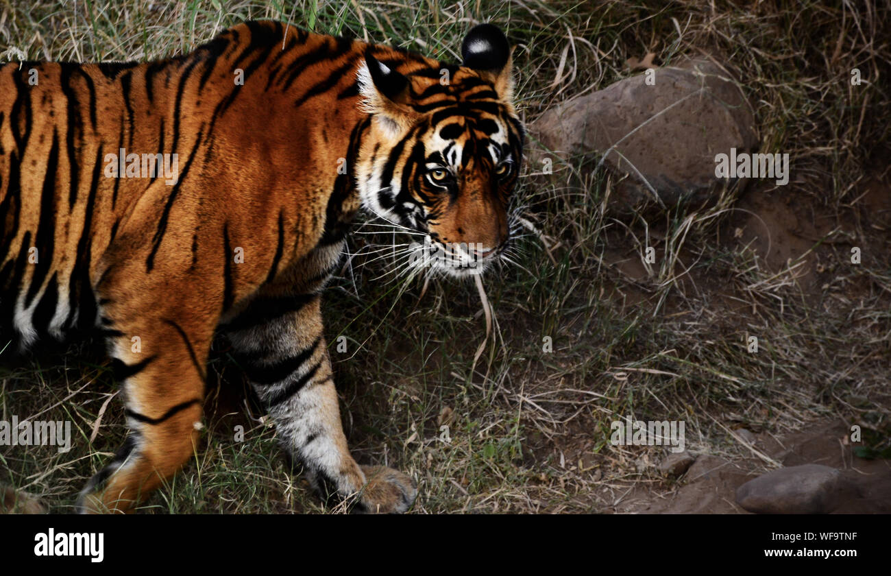 Tiger looking hi-res stock photography and images - Alamy