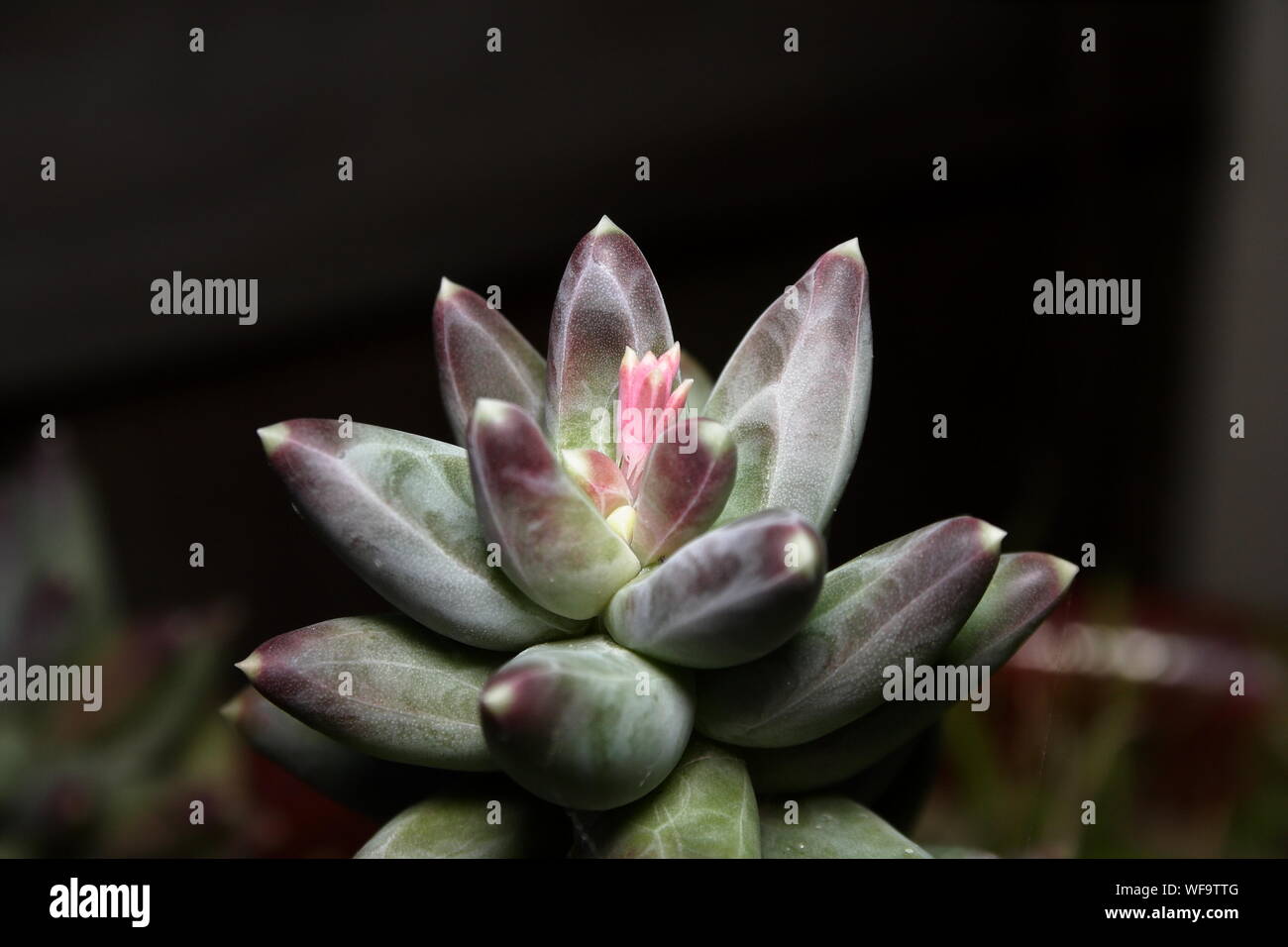 Pachyphytum compactum with flower bud Stock Photo - Alamy