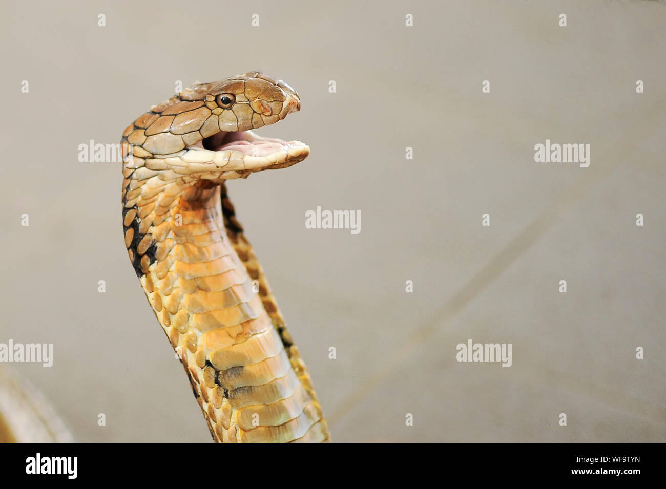 Close up snake open mouth hi-res stock photography and images - Alamy