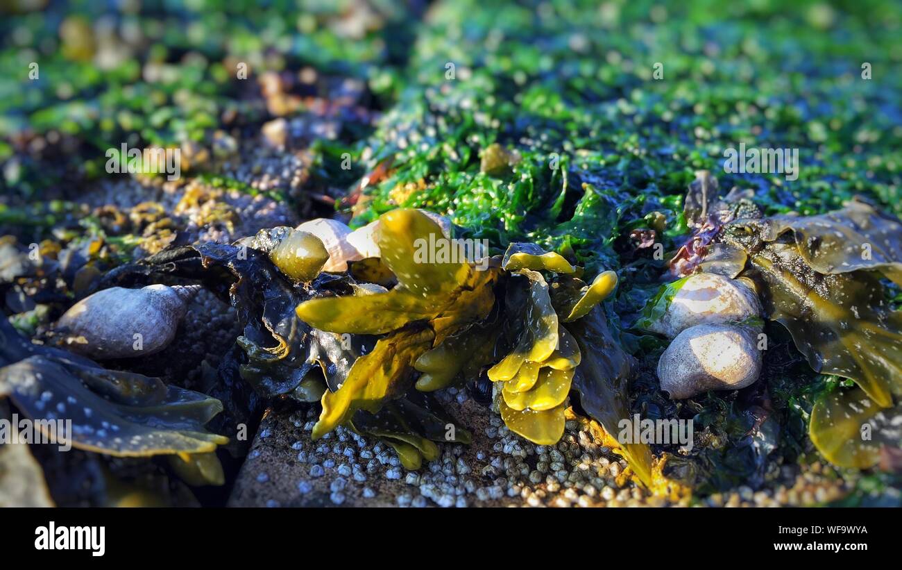 Seaweed and rock hi-res stock photography and images - Alamy