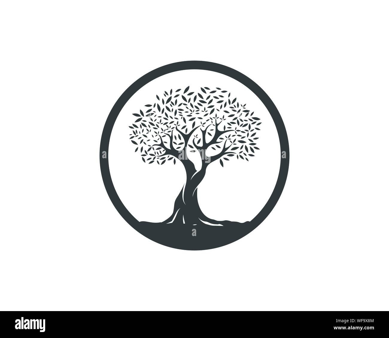 Olive tree vector illustration design template Stock Vector Image & Art - Alamy