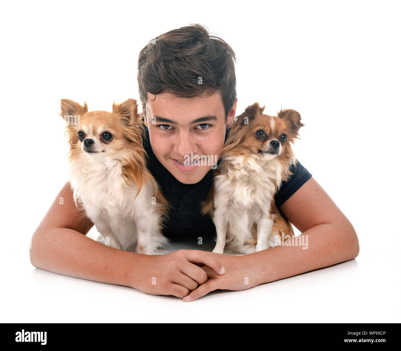 little chihuahuas and owner in front of white background Stock Photo ...