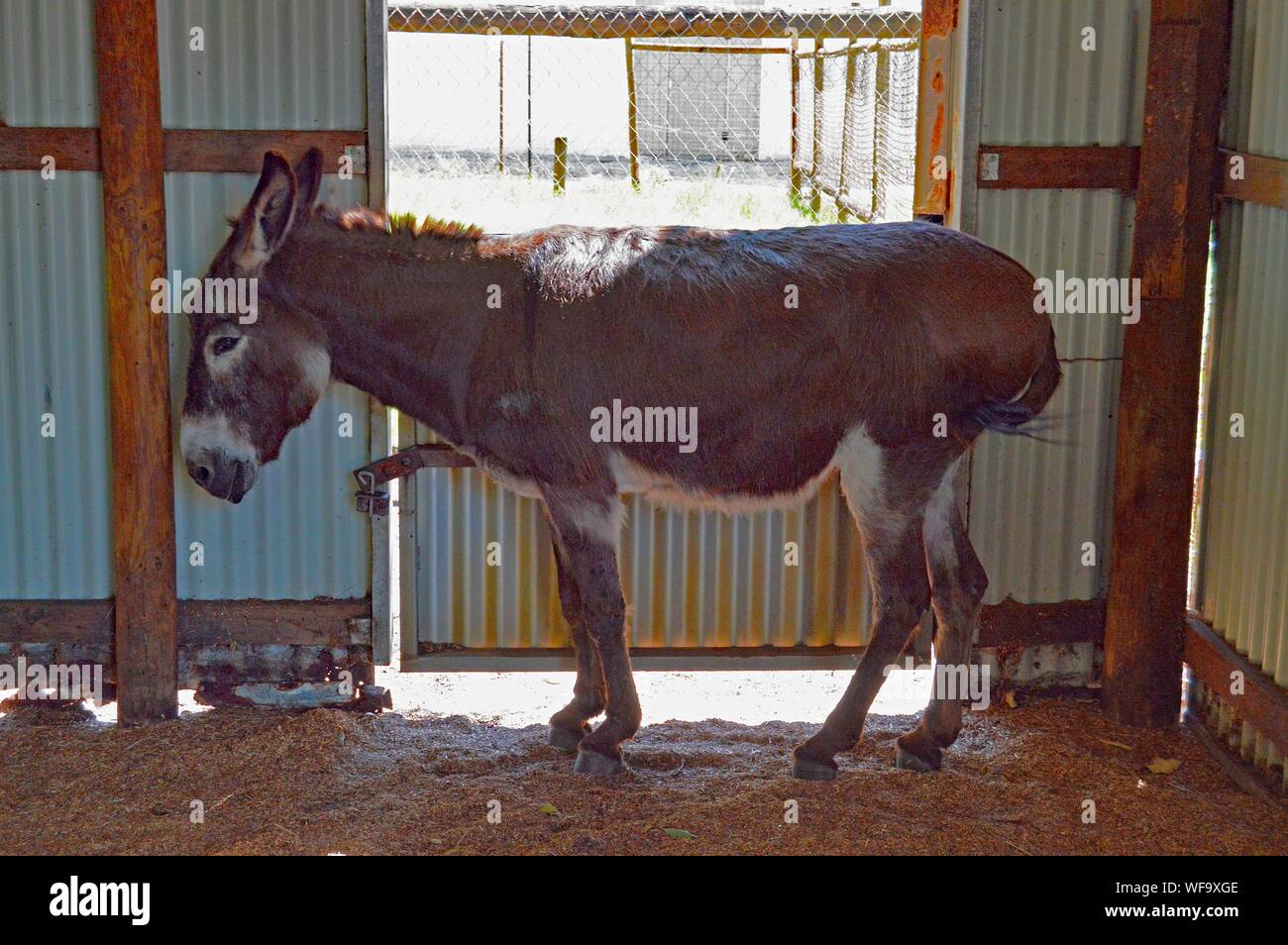 Donkey shed hi-res stock photography and images - Alamy