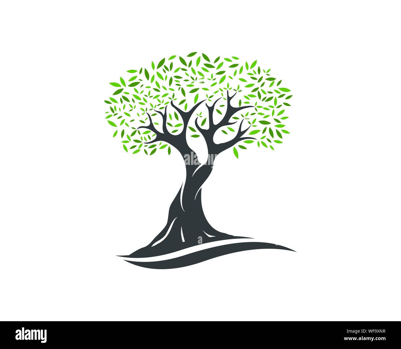 Olive tree vector illustration design template Stock Vector Image & Art - Alamy