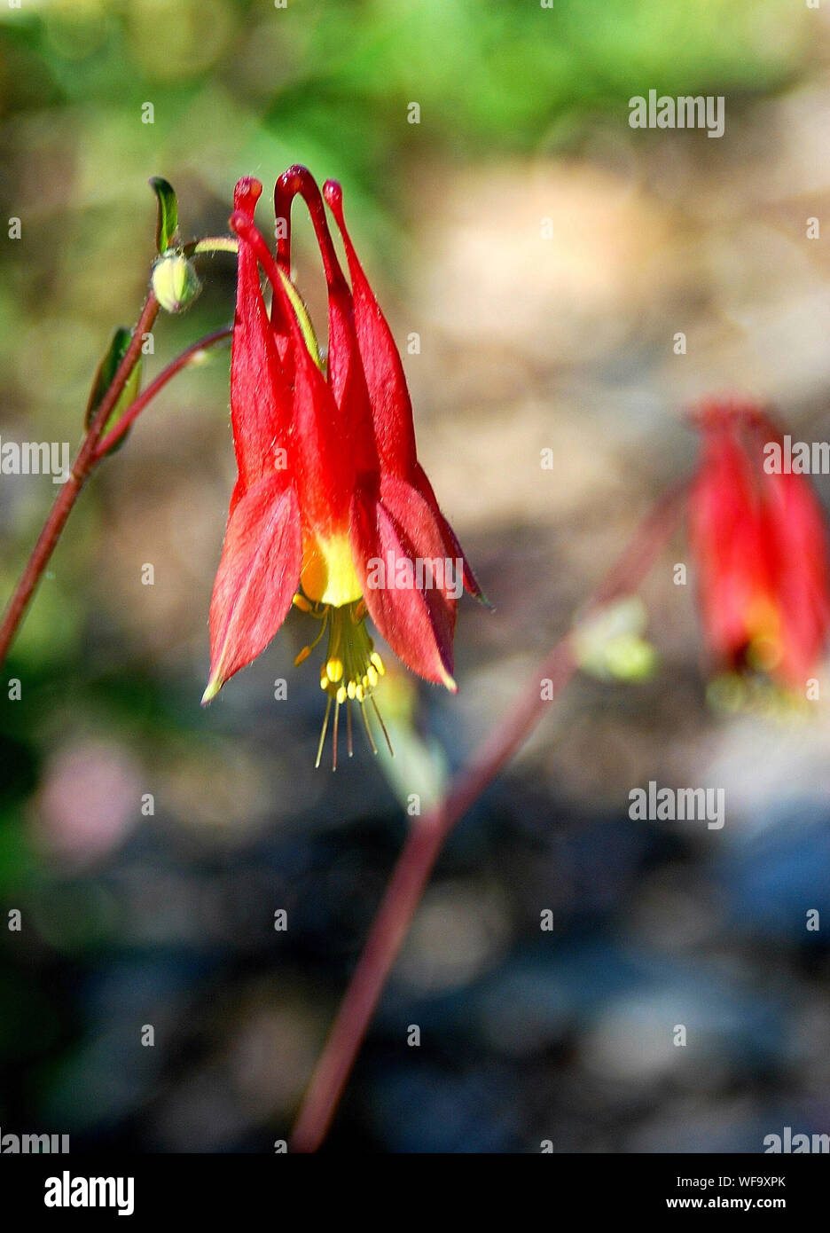 Red aquilegia hi-res stock photography and images - Alamy