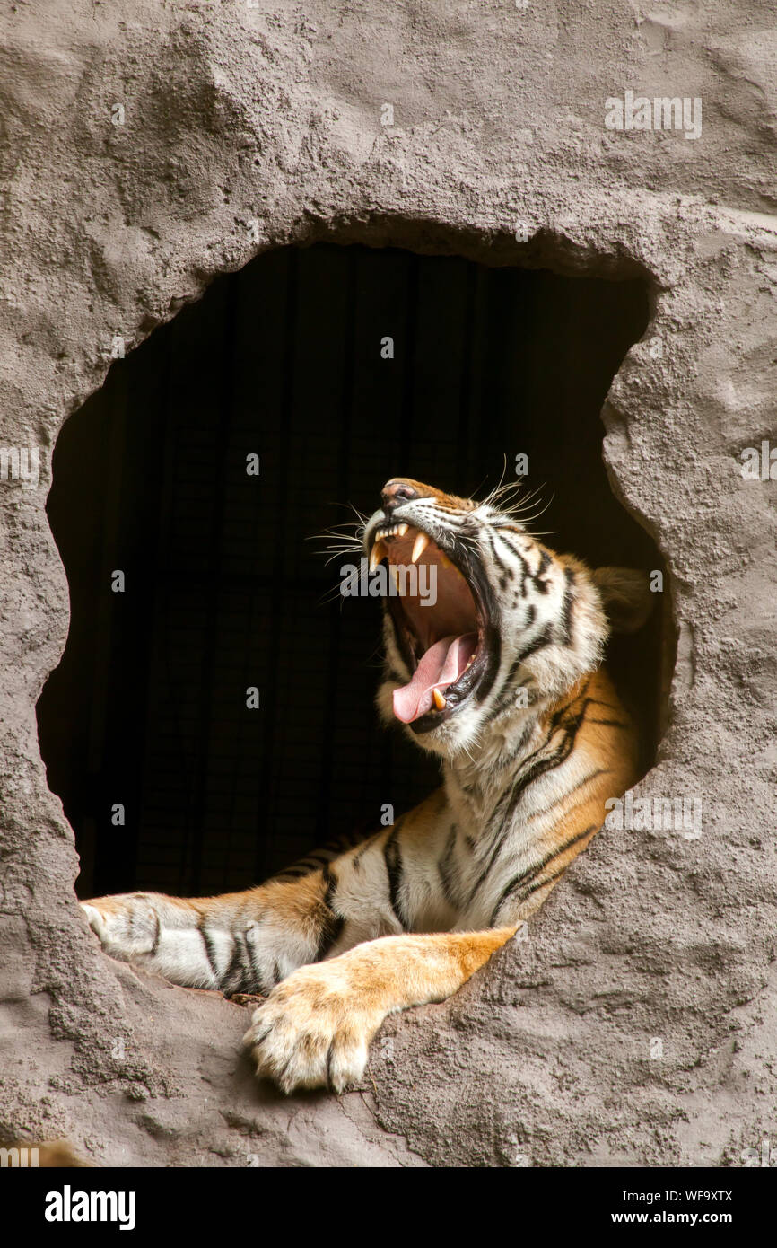 Cave And Tiger For Tiger High Resolution Stock Photography and Images ...