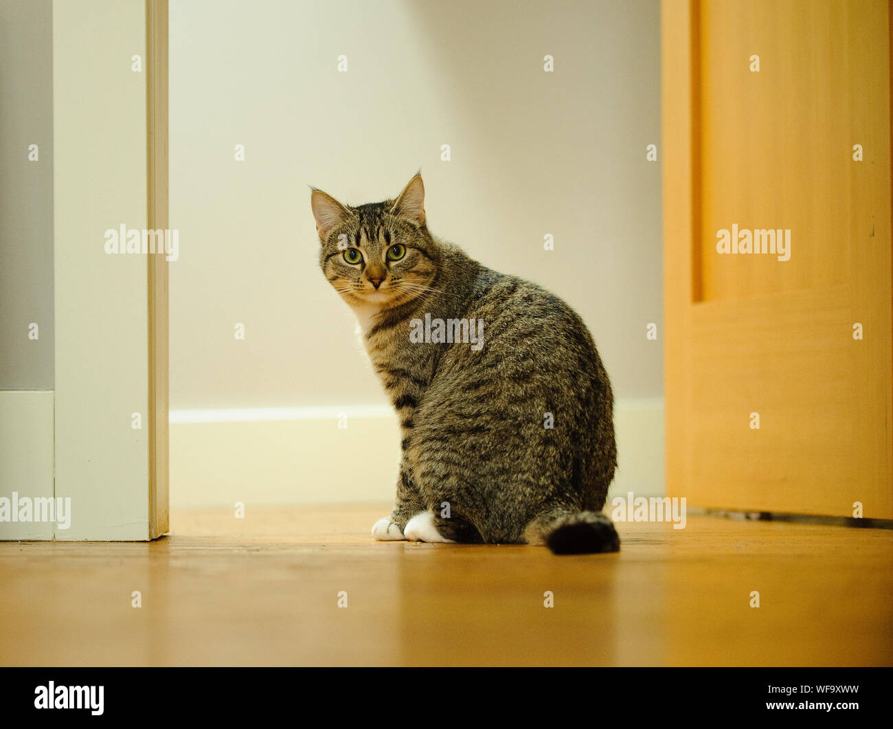 Domestic cat standing side view hi-res stock photography and images - Alamy