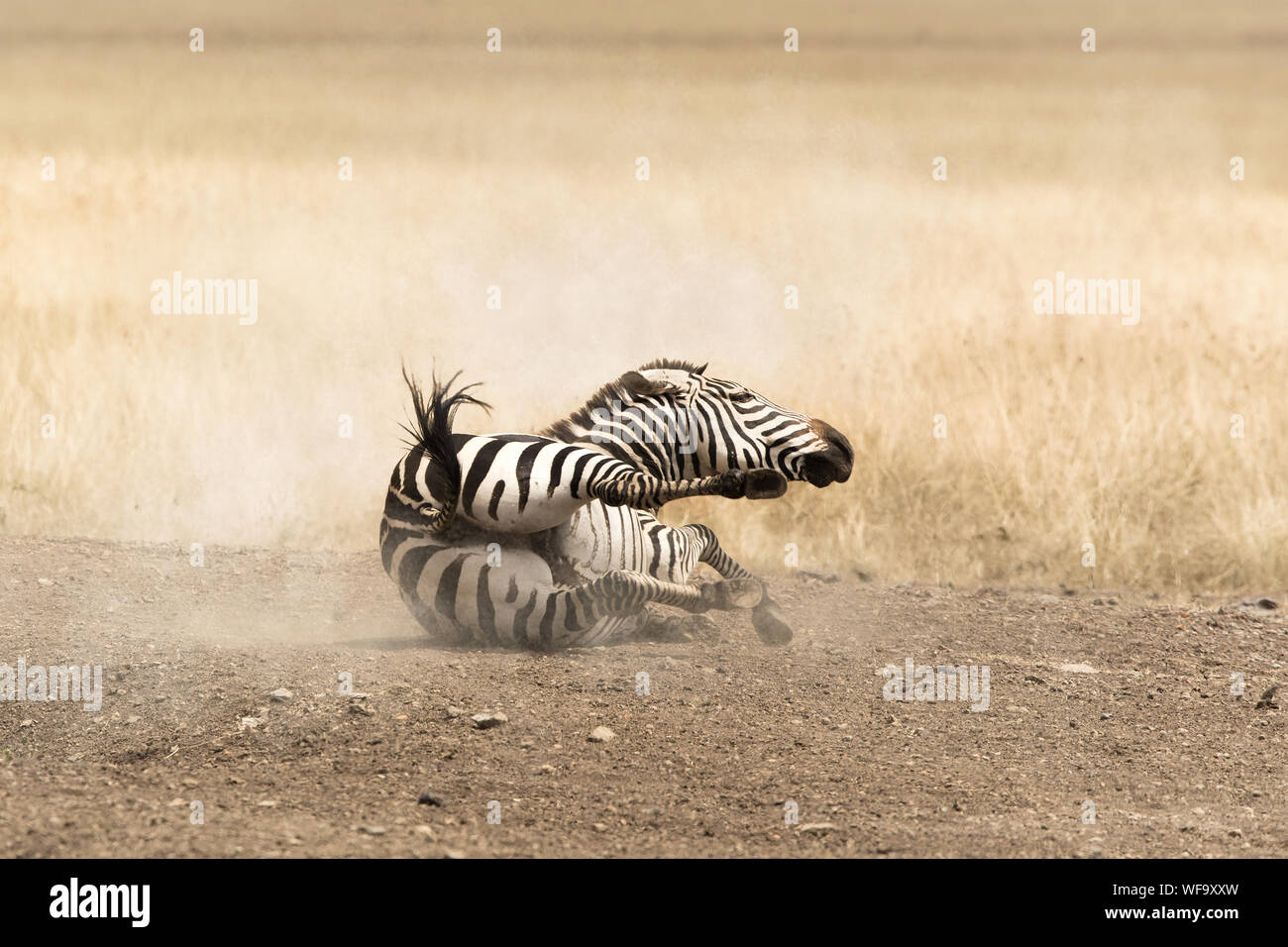 Zebra dust bath hi-res stock photography and images - Alamy