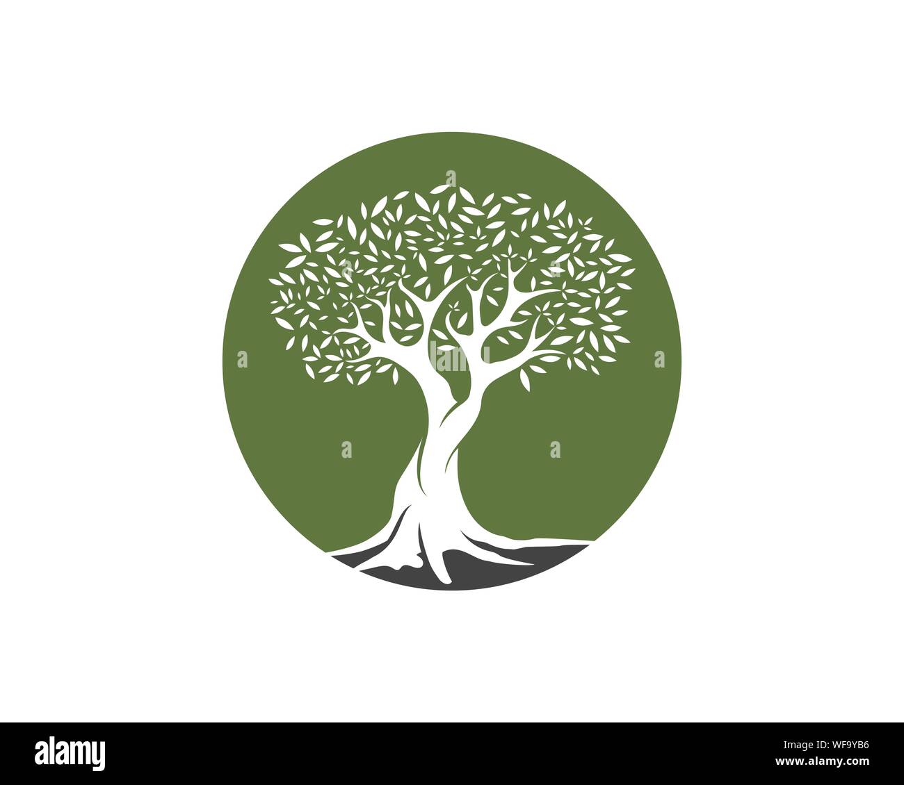 Olive tree vector illustration design template Stock Vector Image & Art ...