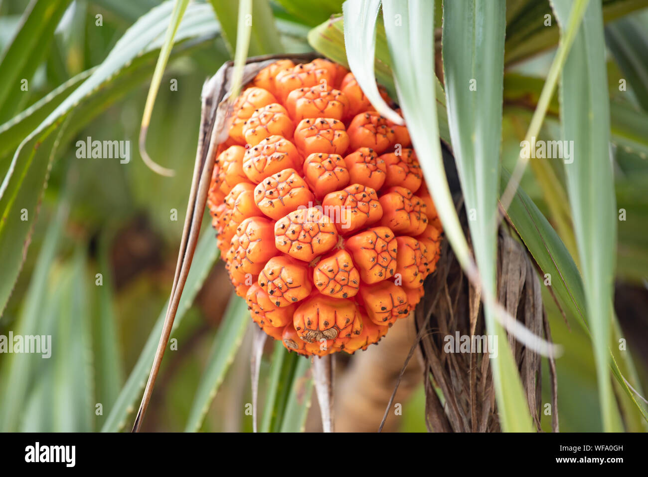 Pinapple tree hi-res stock photography and images - Alamy