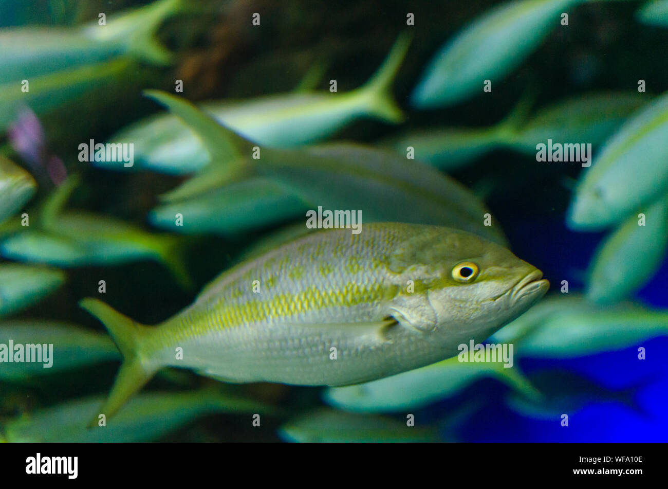 Group fish hi-res stock photography and images - Alamy