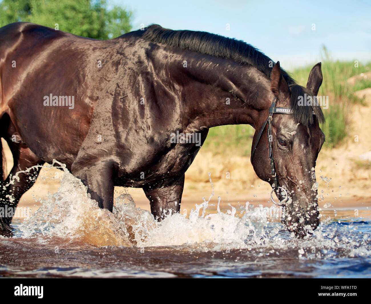 Horse splashing water hi-res stock photography and images - Alamy