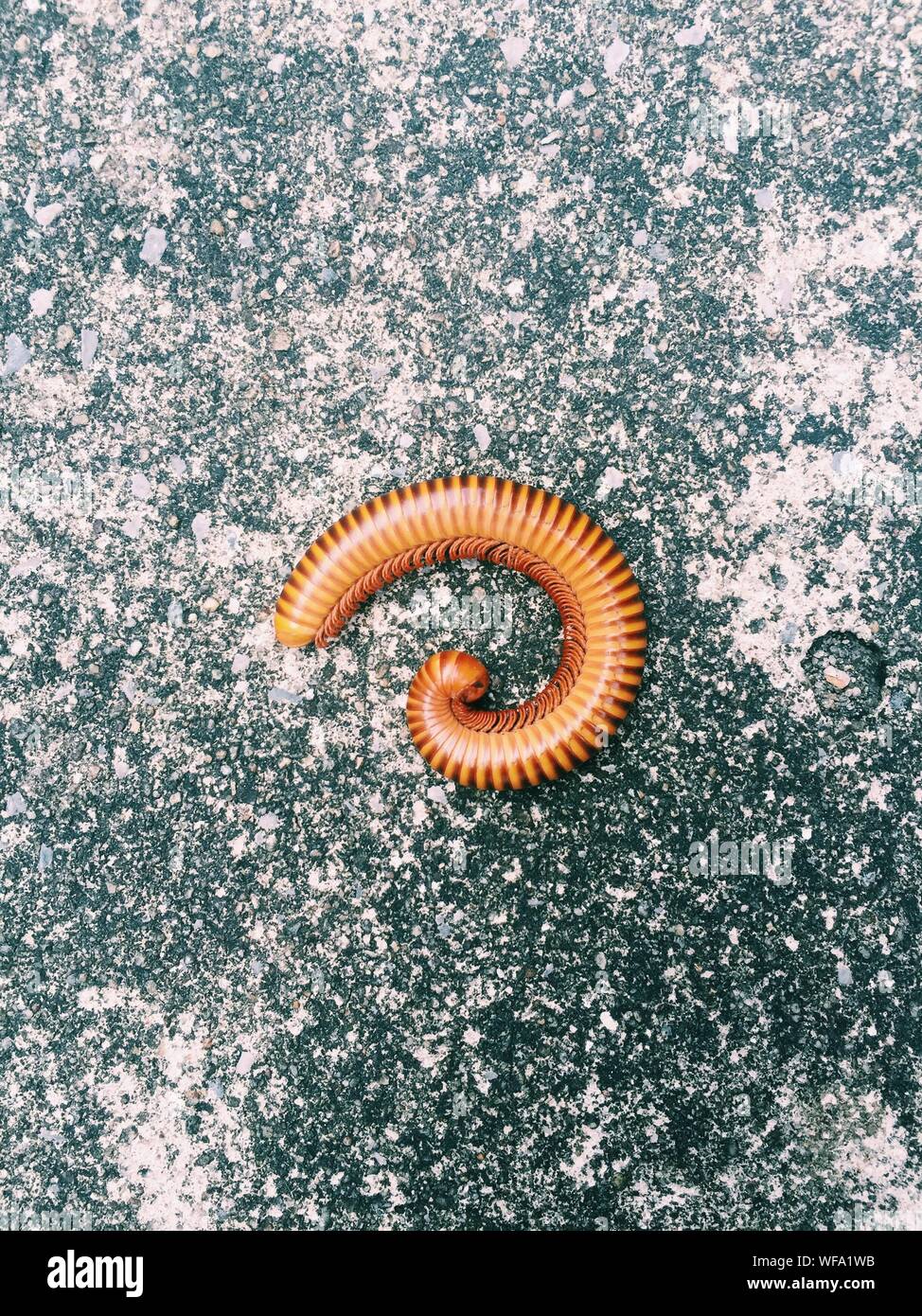 Ground insect hi-res stock photography and images - Alamy