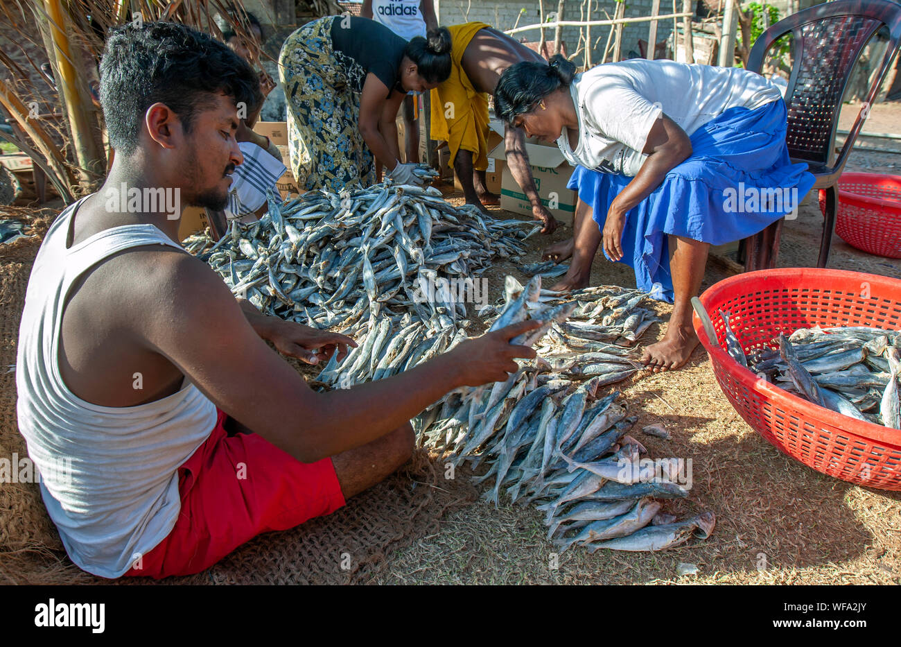A man and women sorting dried sardine fish before packing into ...
