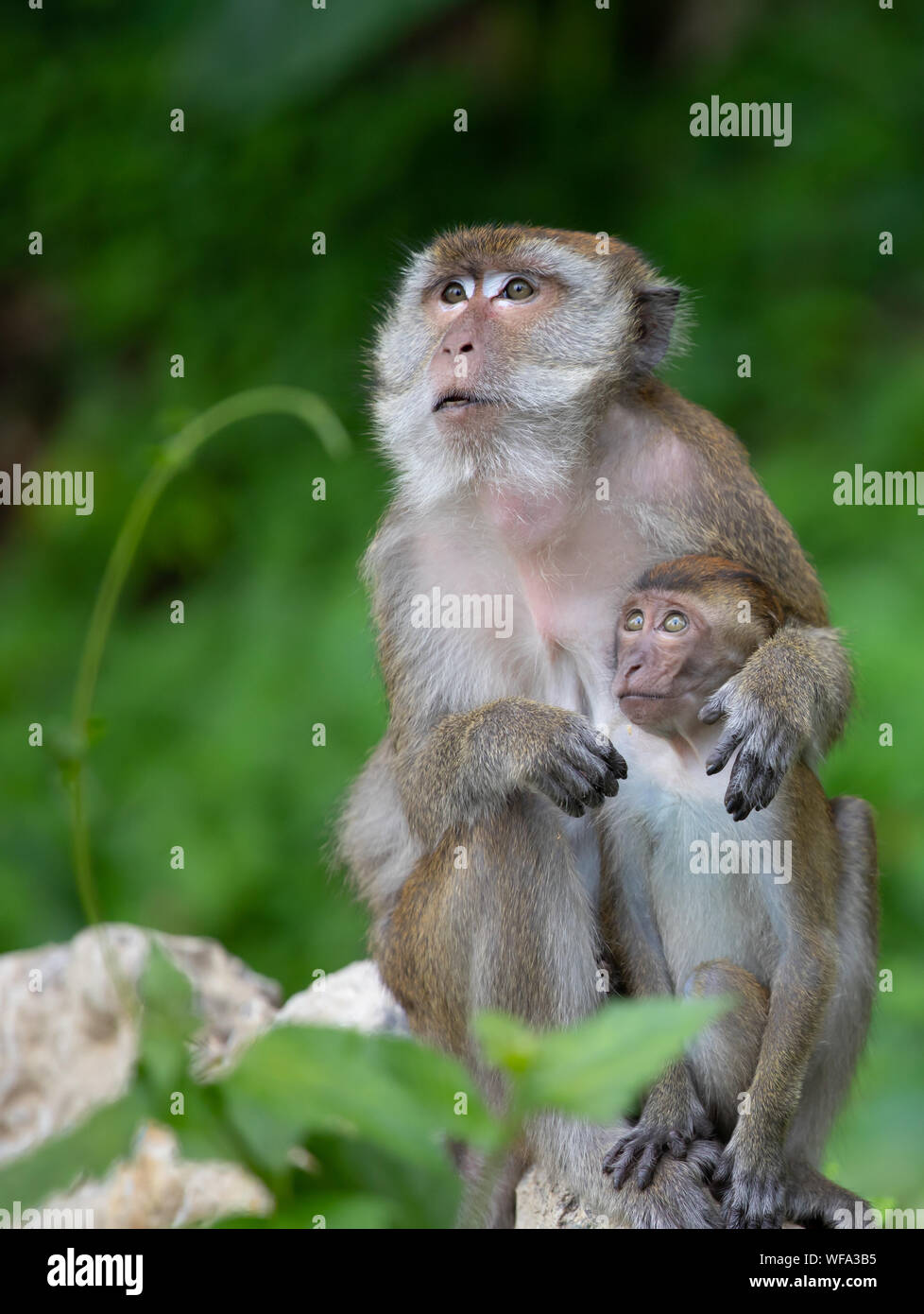 Mother macaque and it's baby in the jungle, Thailand Stock Photo - Alamy