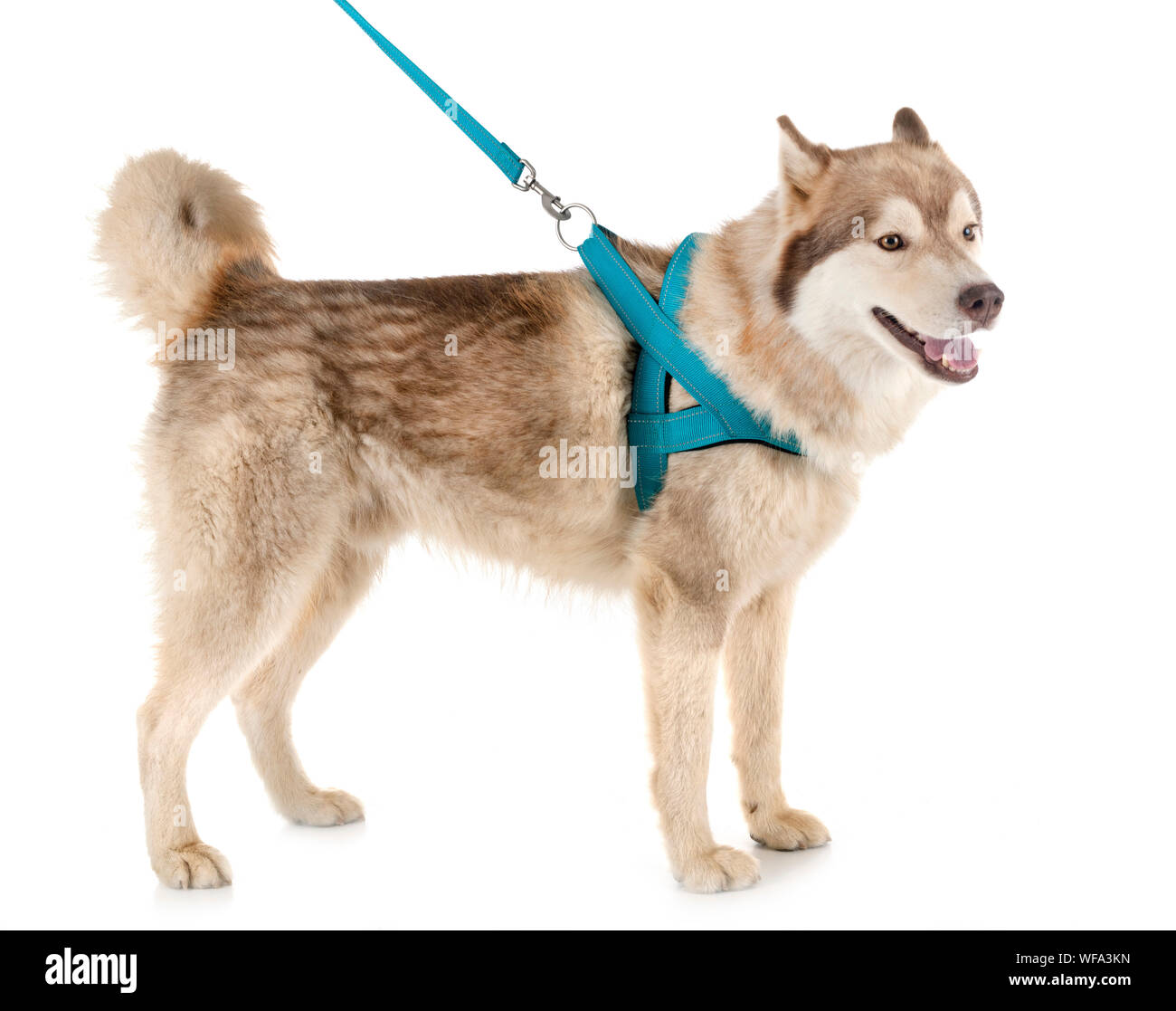 siberian husky in front of white background Stock Photo - Alamy