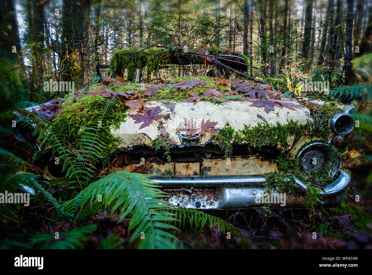 Abandoned Car In Forest High Resolution Stock Photography and Images ...
