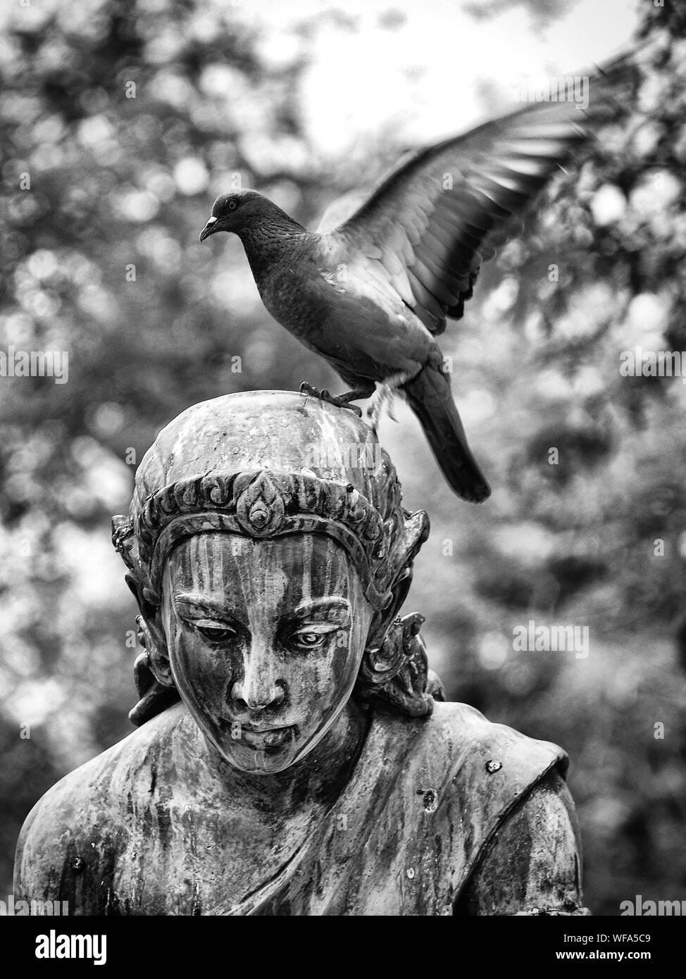 Bird on statue hi-res stock photography and images - Alamy