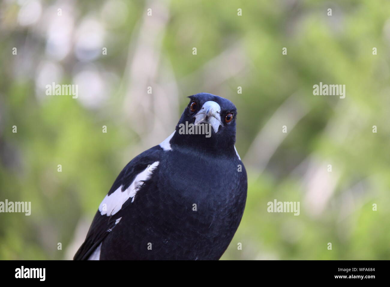 Australian Magpie (Tibicen Gymnorhina Stock Photo - Alamy