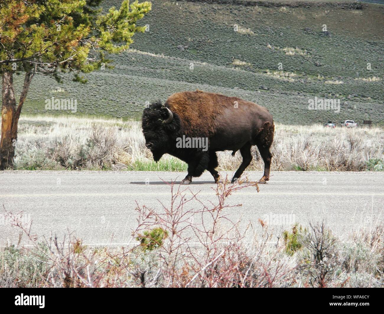 American Bison Walking On Road Stock Photo - Alamy