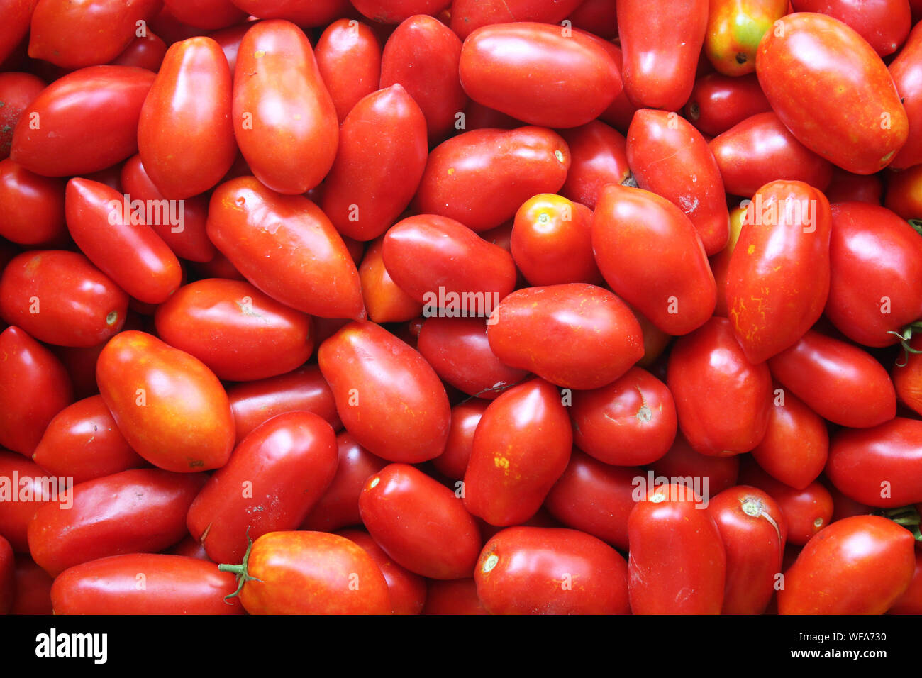 Italian tomatoes hi-res stock photography and images - Alamy