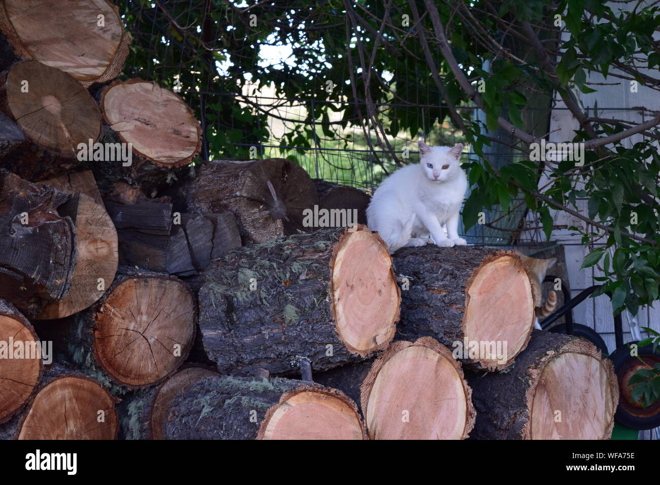 Cat on logs hi-res stock photography and images - Alamy