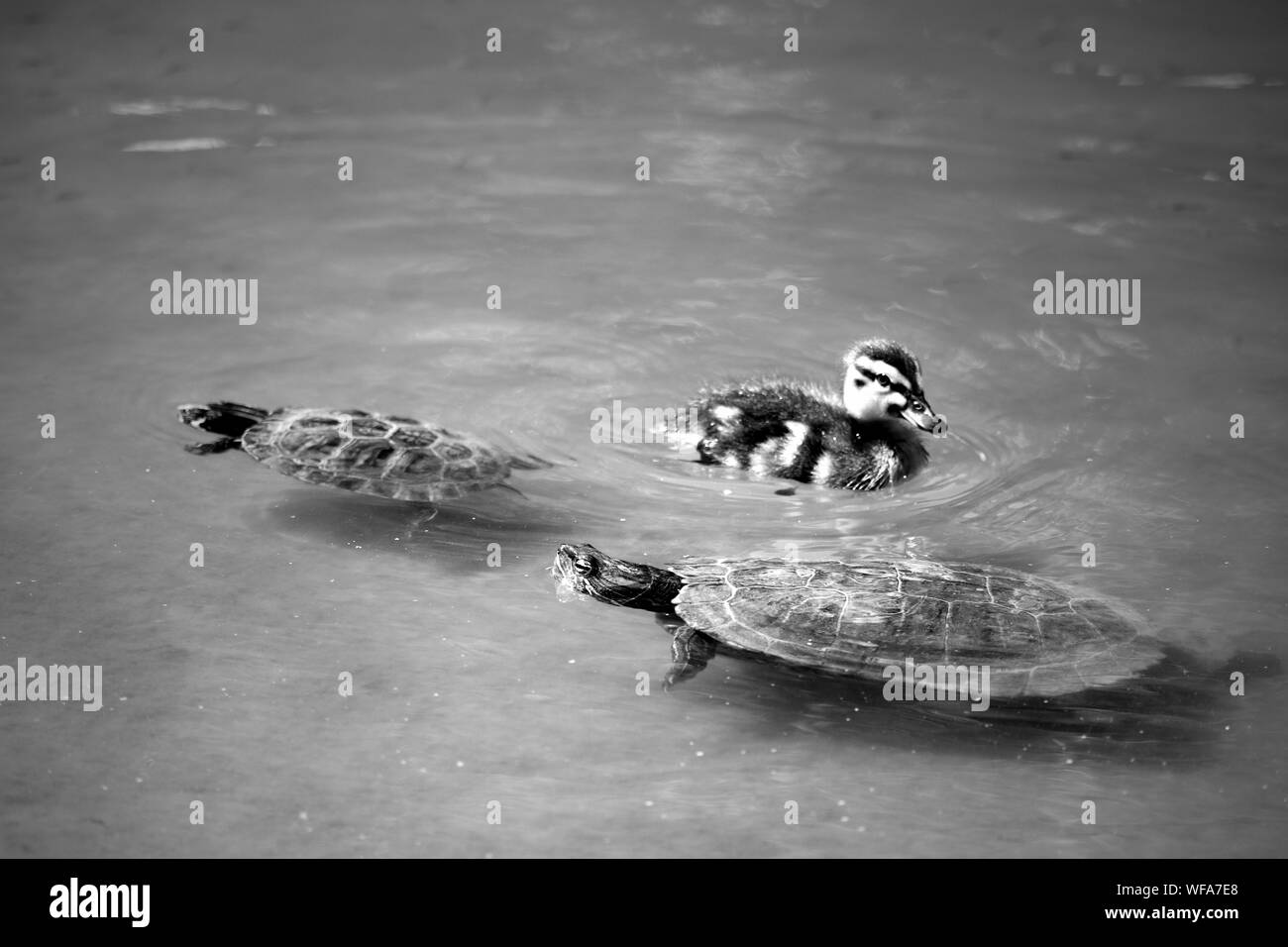 Pond duck turtle hi-res stock photography and images - Alamy