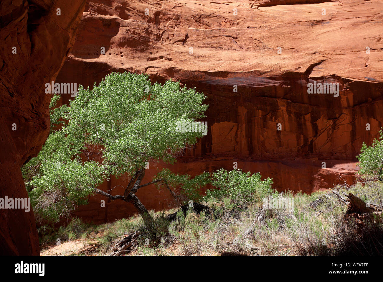 Plants Growing In Cave Stock Photo - Alamy