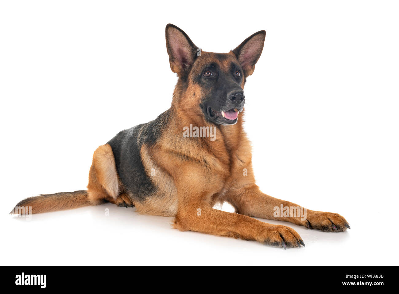 german shepherd in front of white background Stock Photo - Alamy