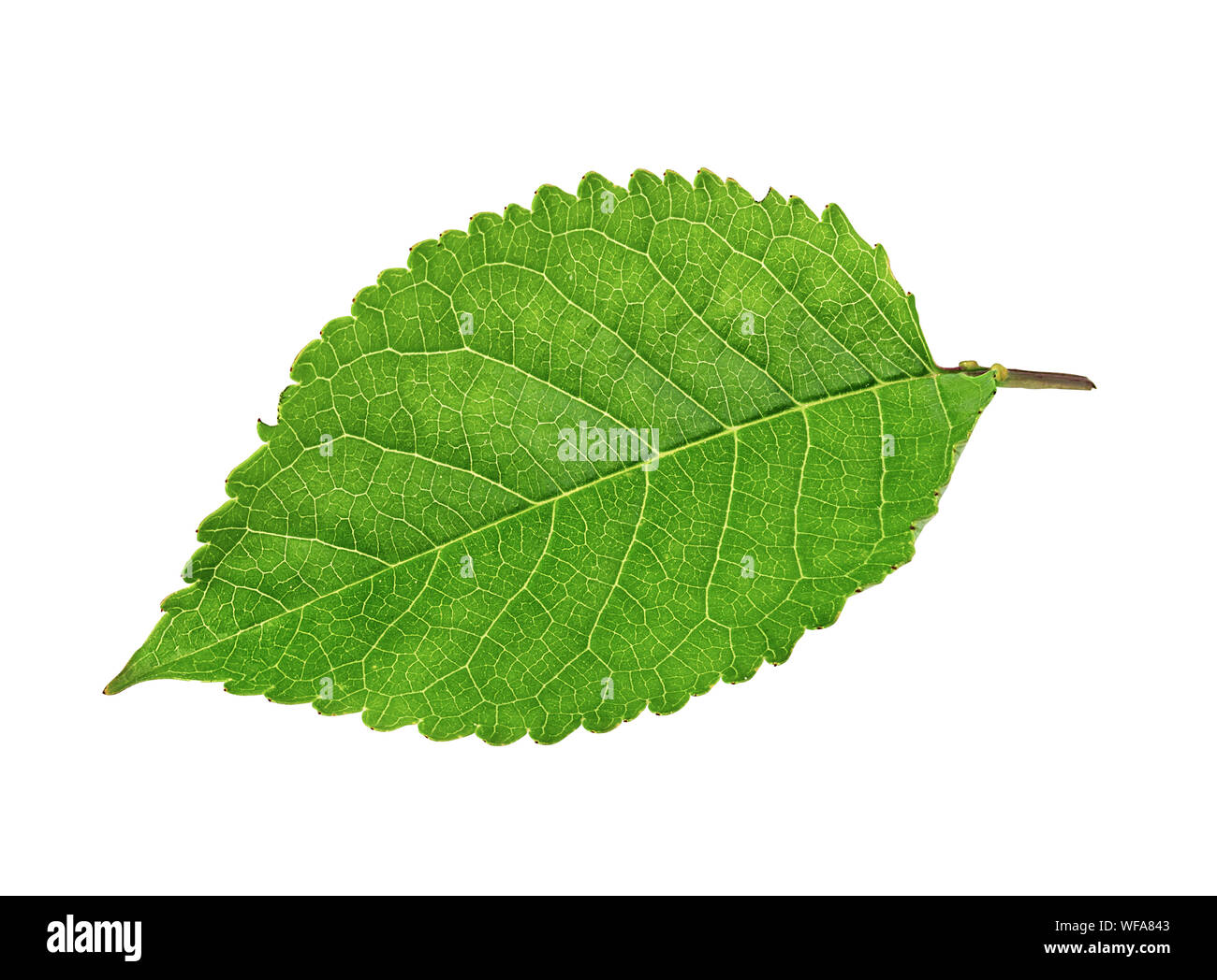 Natural leaves texture Cut Out Stock Images & Pictures - Alamy